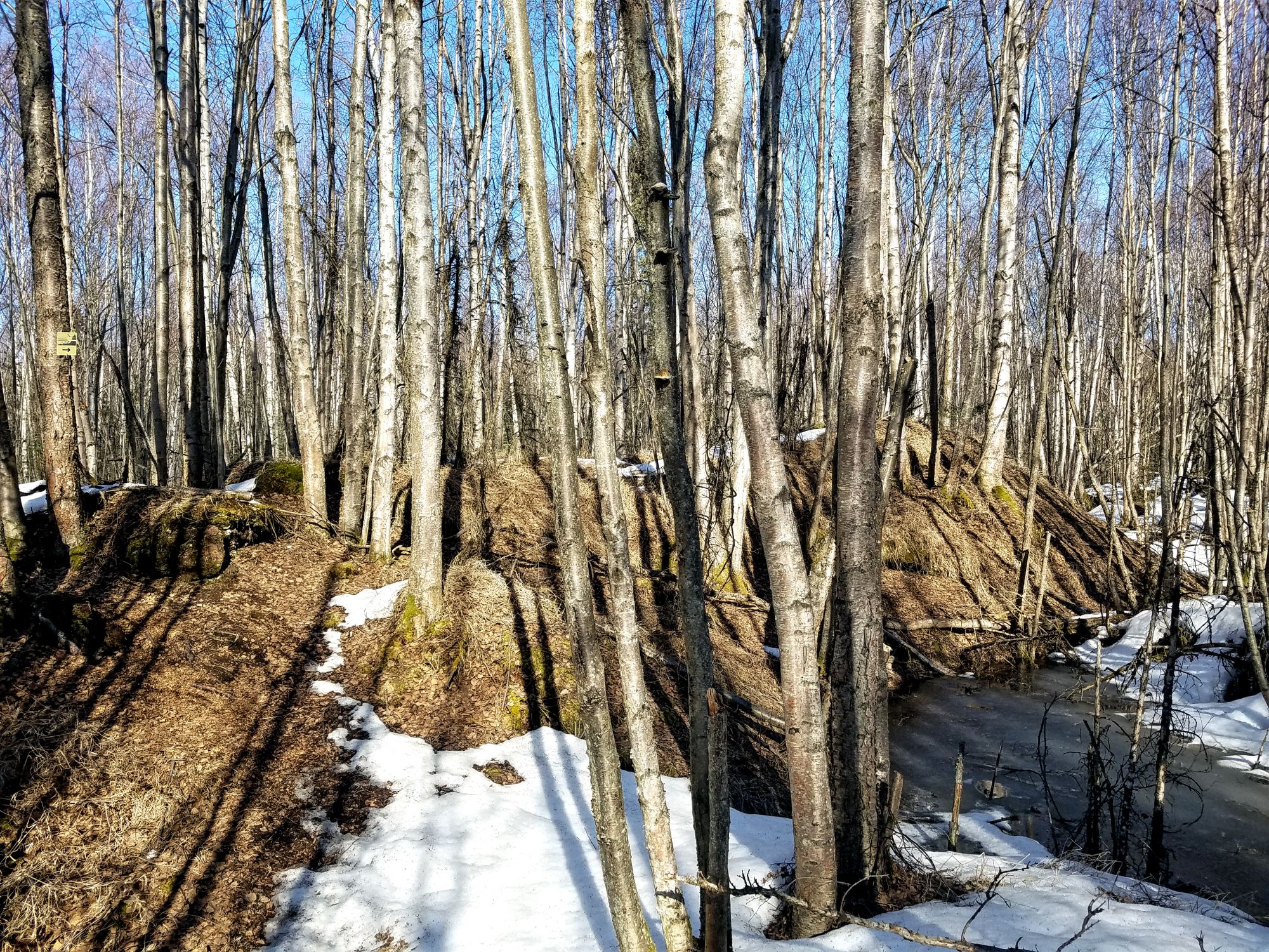 Anchorage: Lessons From Earthquake Park - Route Fifty